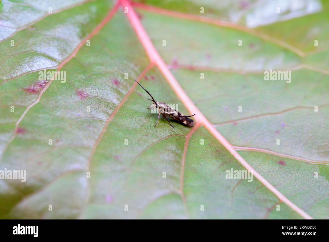 Lepidoptera insects in the wild, North China Stock Photo - Alamy