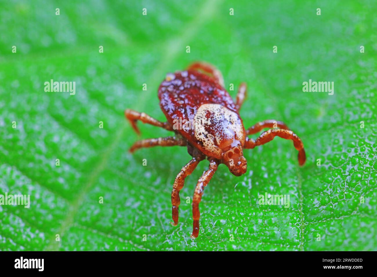 Ticks on wild plants, North China Stock Photo - Alamy