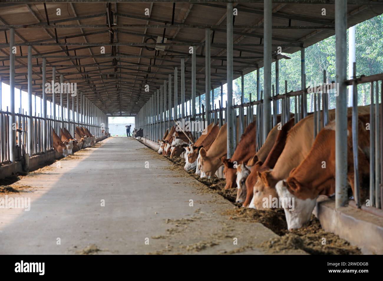 Workers work in beef cattle farms, China Stock Photo - Alamy