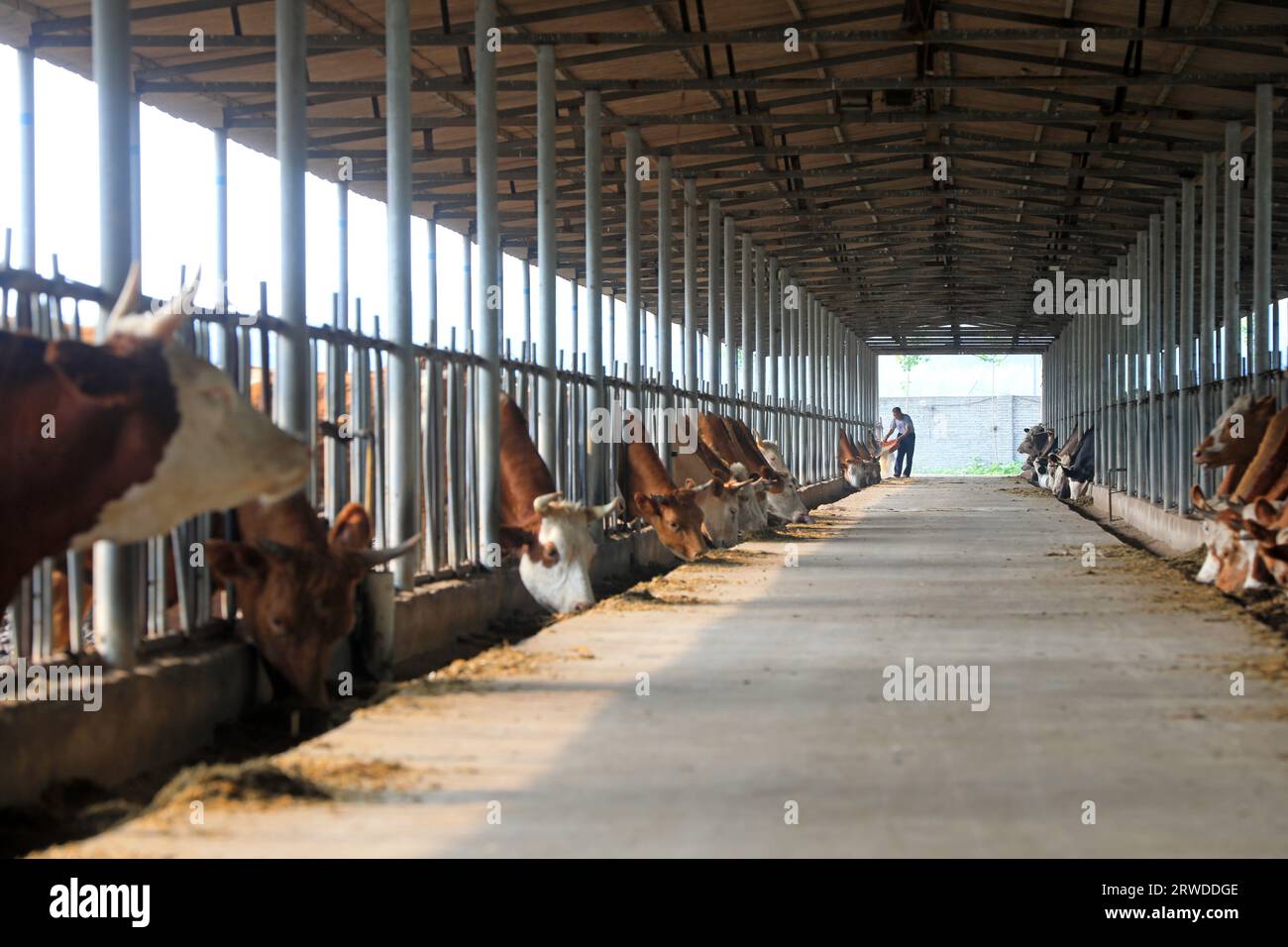 Workers work in beef cattle farms, China Stock Photo - Alamy