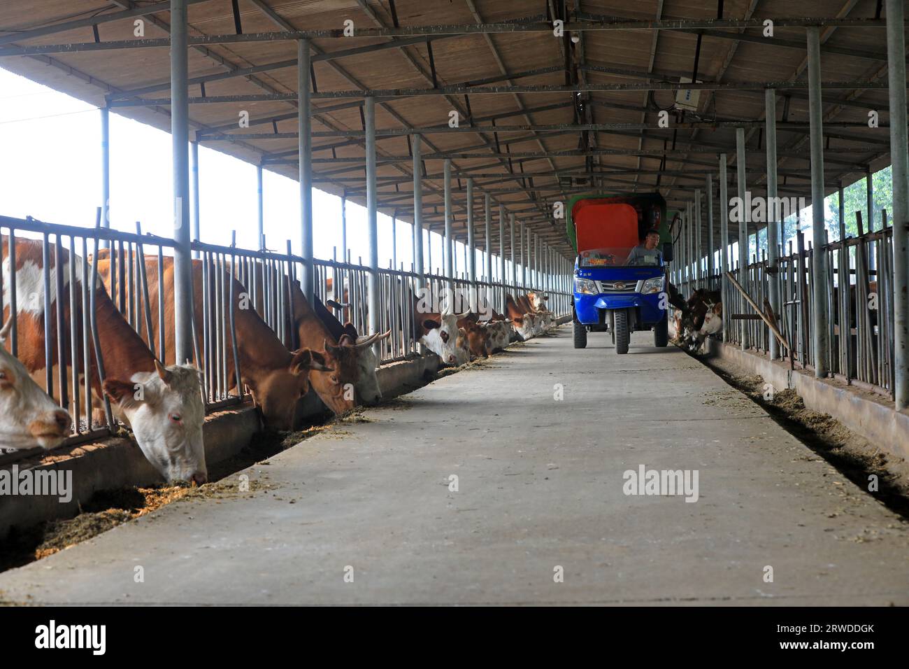 Workers work in beef cattle farms, China Stock Photo - Alamy