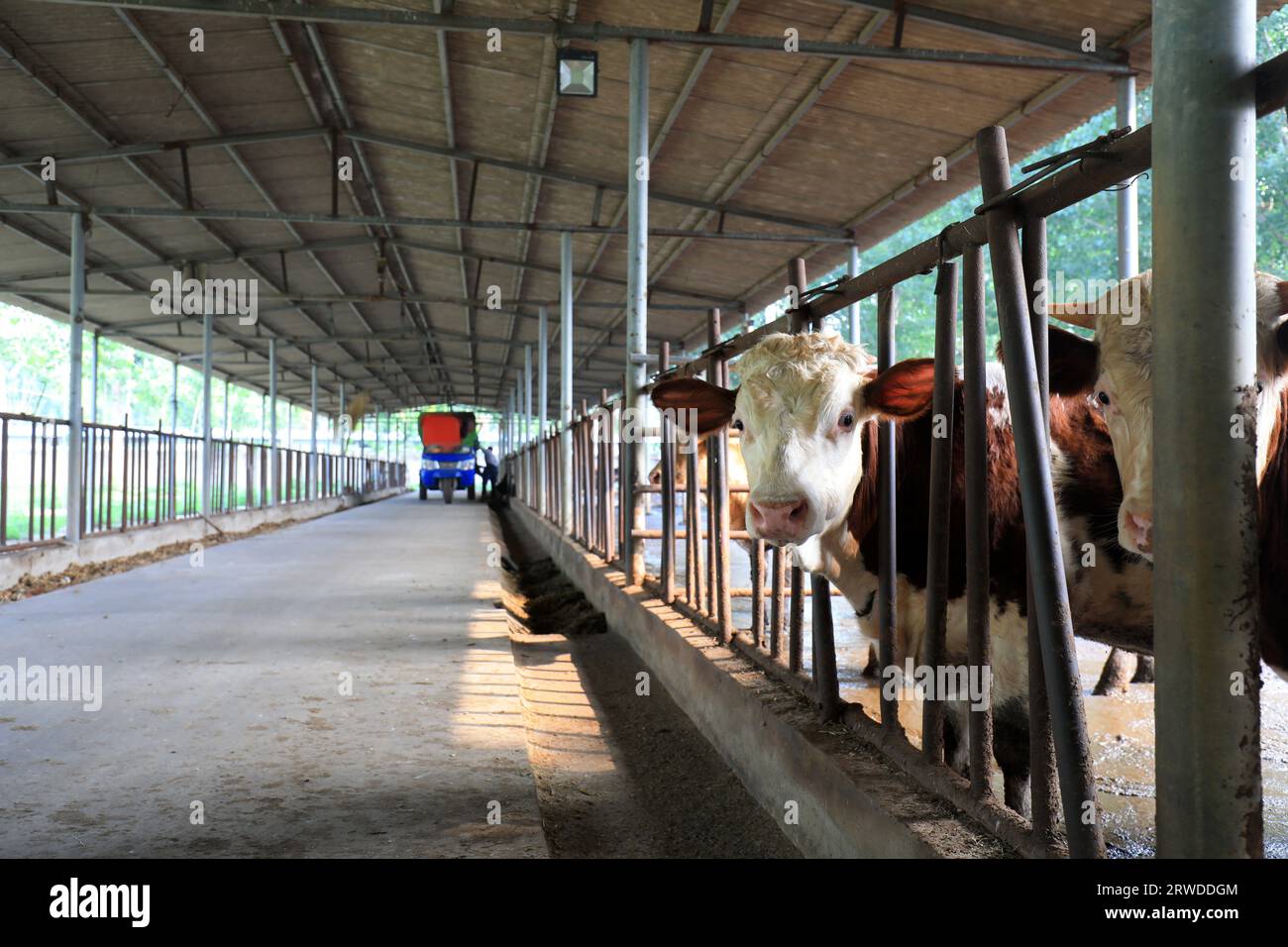 Workers work in beef cattle farms, China Stock Photo - Alamy