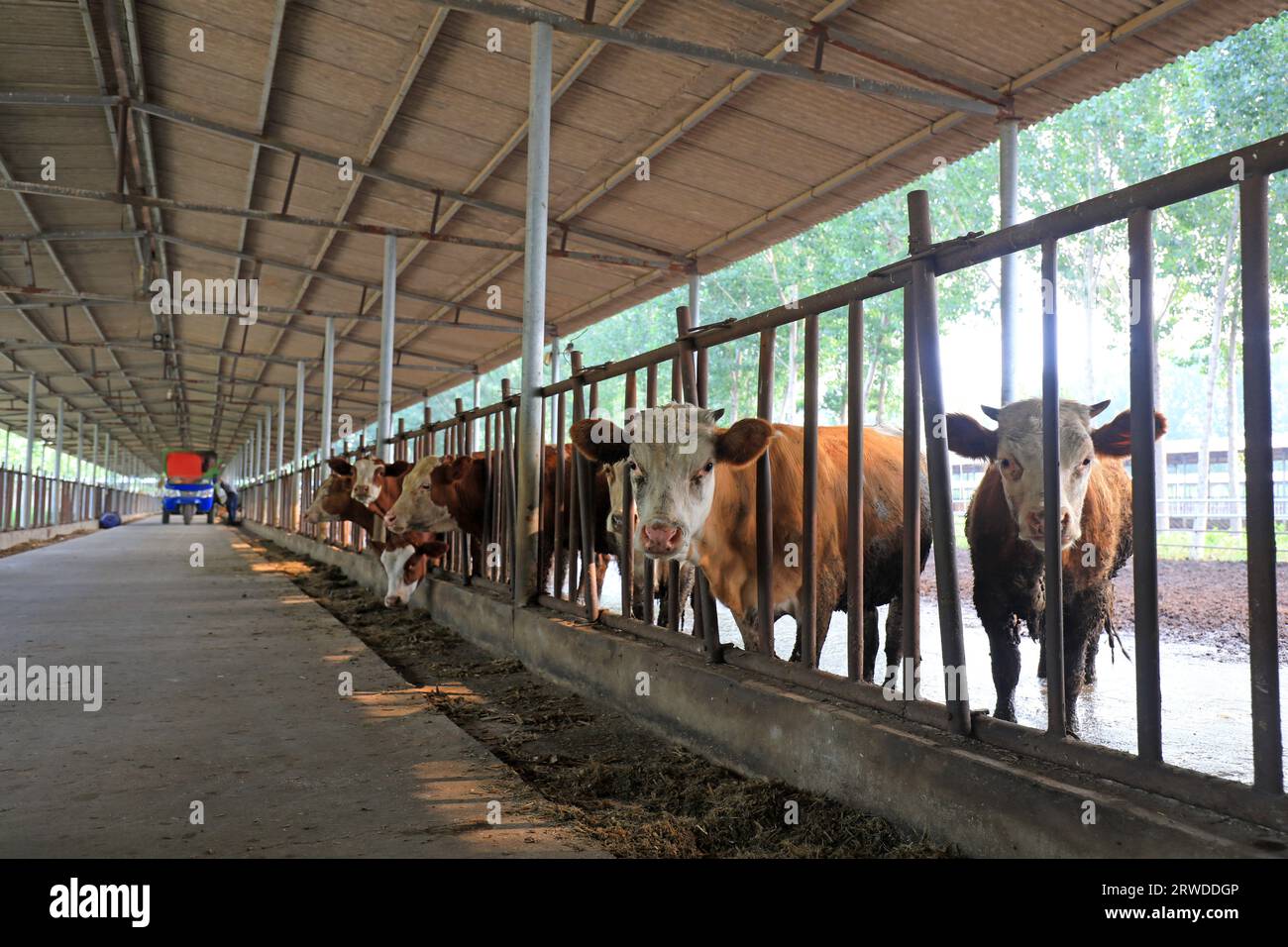Farms in china hi-res stock photography and images - Alamy