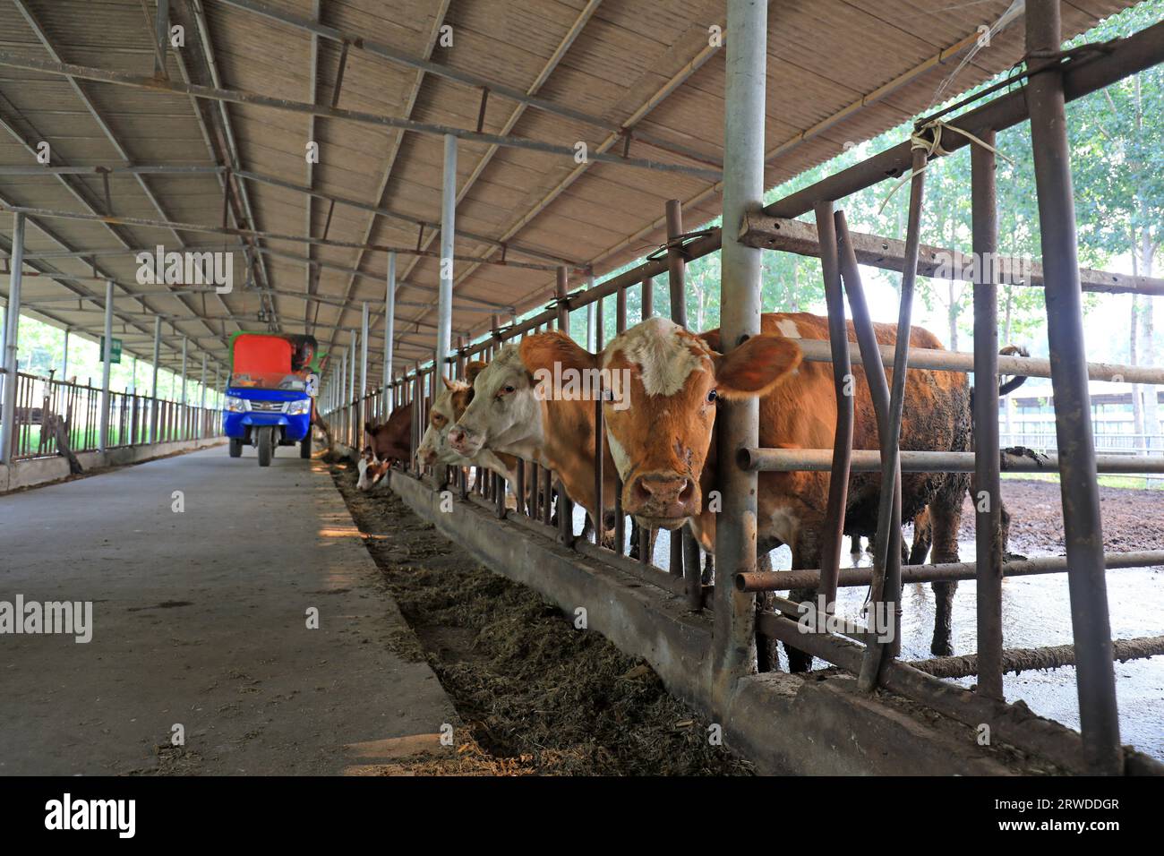Workers work in beef cattle farms, China Stock Photo - Alamy