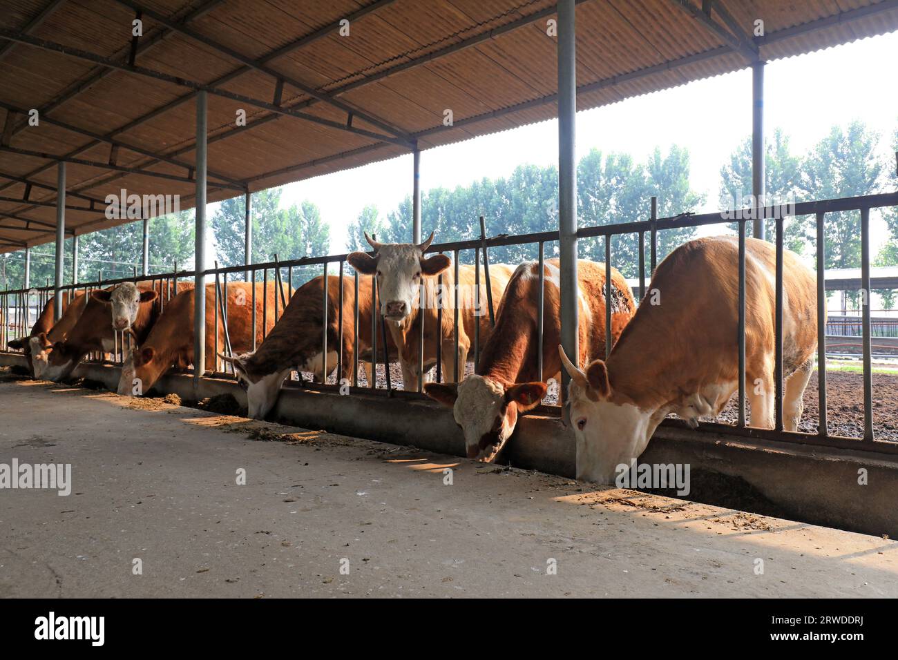 Lean to shed construction hi-res stock photography and images - Alamy