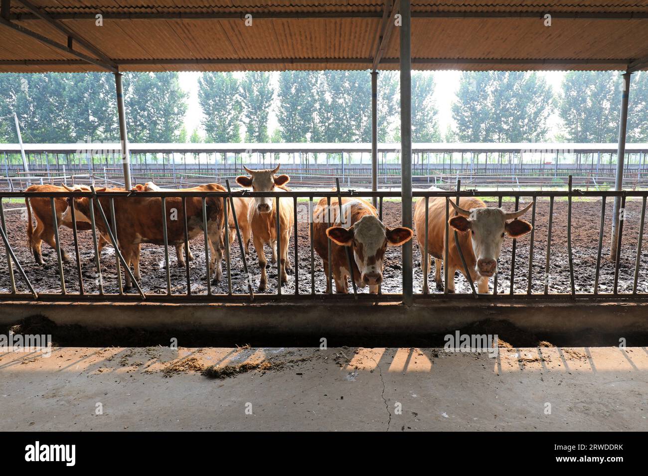 North china farms hi-res stock photography and images - Alamy