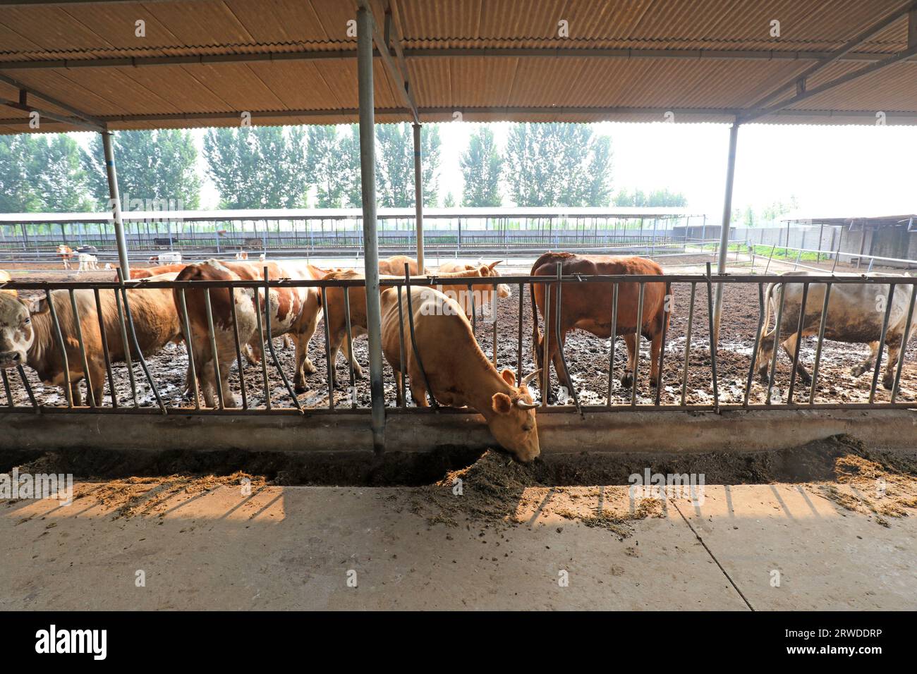 North china farms hi-res stock photography and images - Alamy