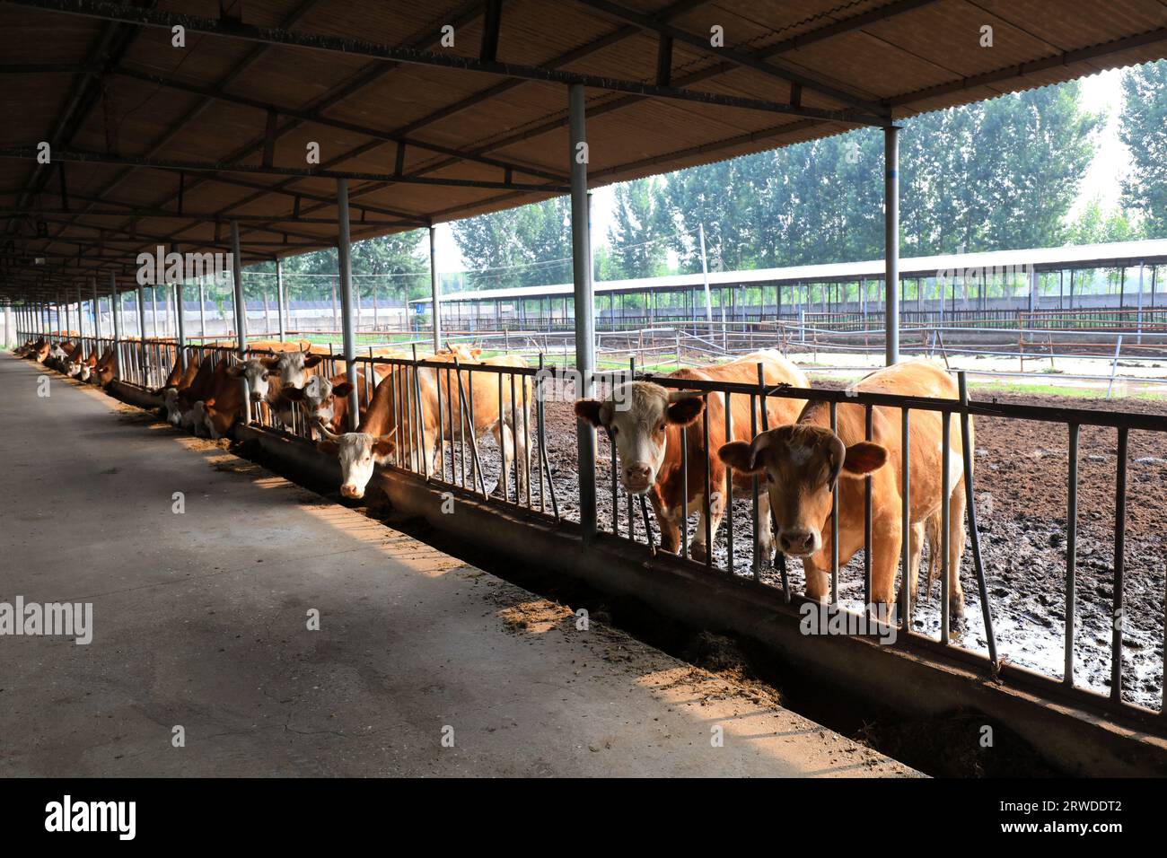 Lean to shed construction hi-res stock photography and images - Alamy