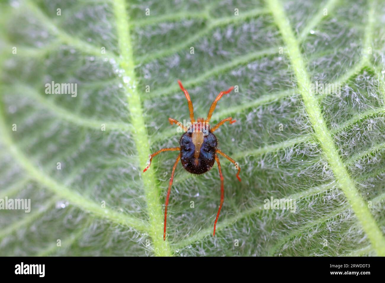 Red mites on wild plants, North China Stock Photo - Alamy