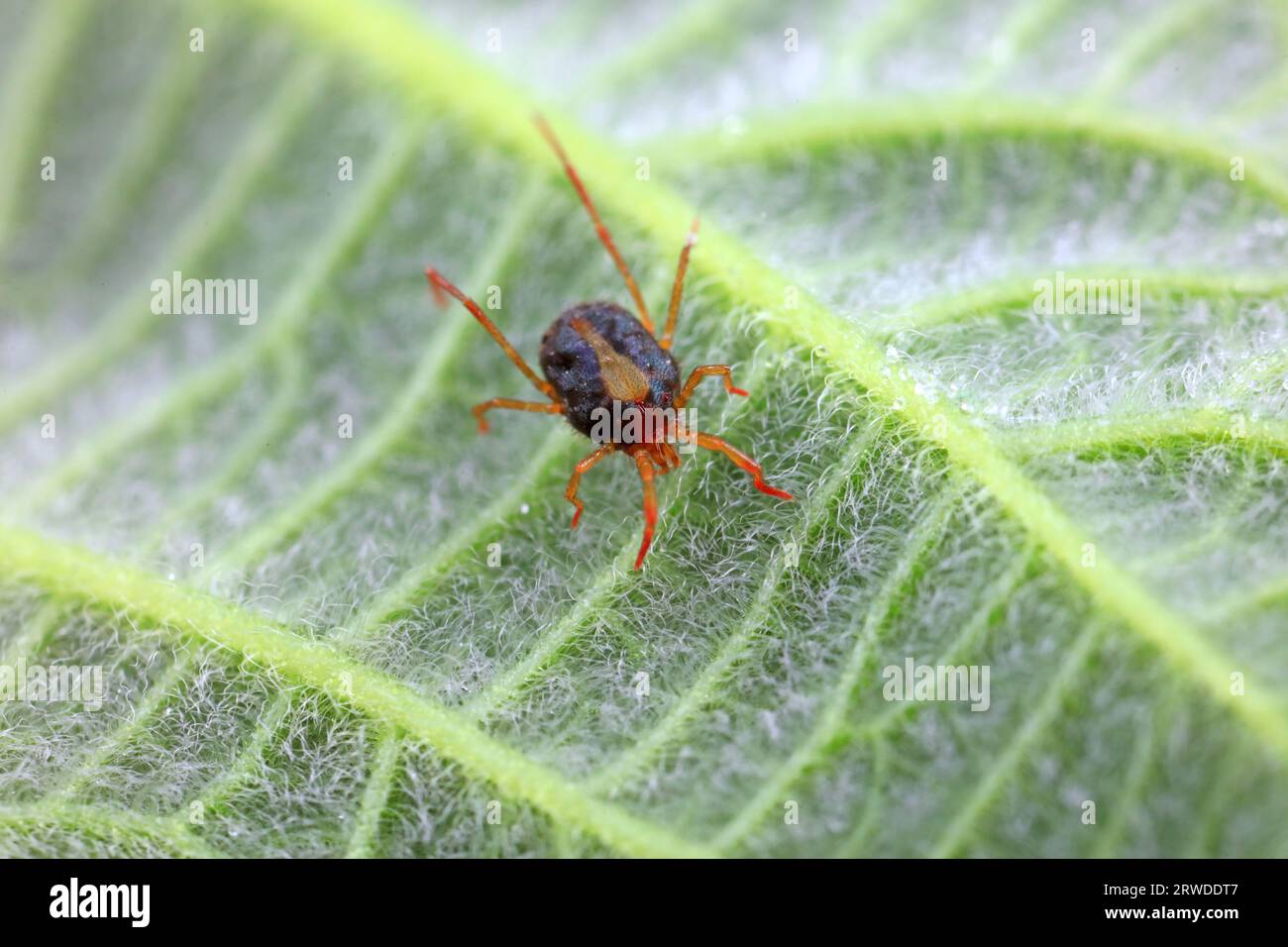 Red mites hi-res stock photography and images - Alamy