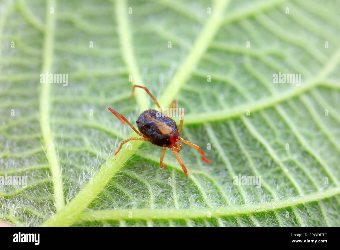 Red mites on wild plants, North China Stock Photo - Alamy
