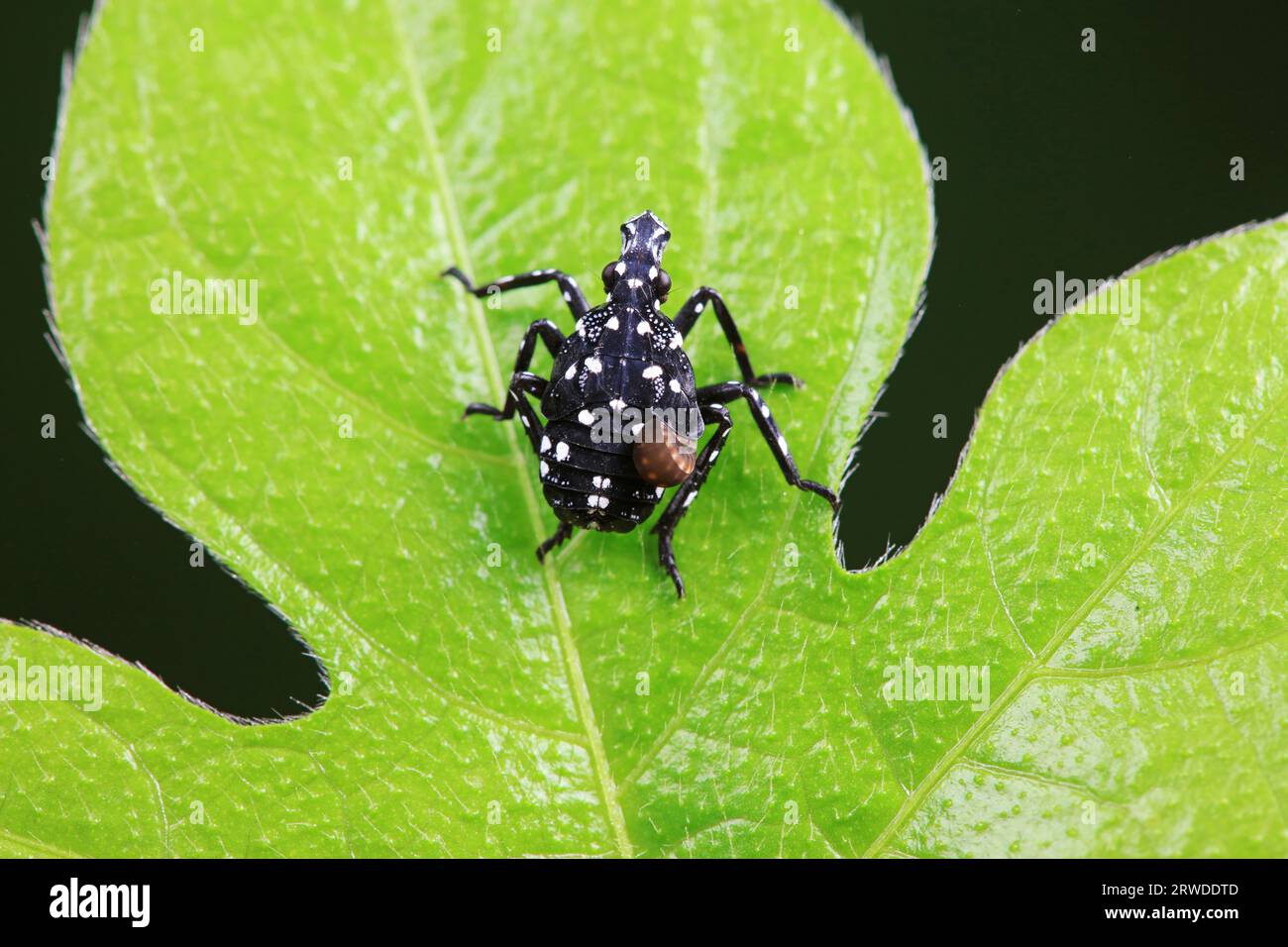 Hemiptera wax Cicadellidae insects on wild plants, North China Stock ...