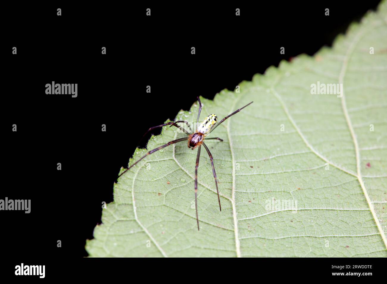 Spiders in the wild, North China Stock Photo - Alamy