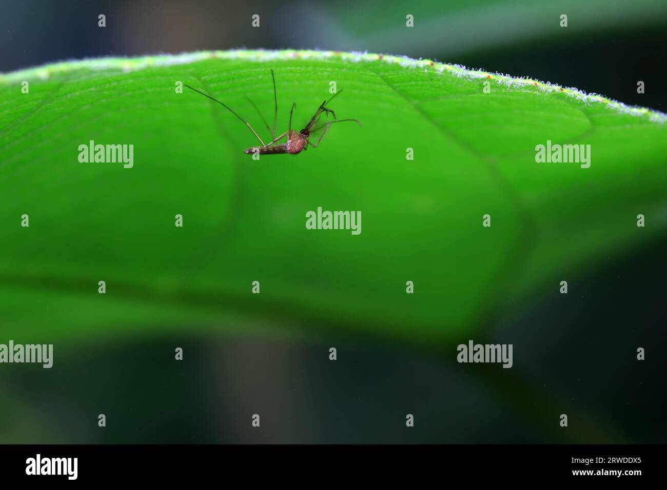 mosquito insect in the wild, North China Stock Photo - Alamy