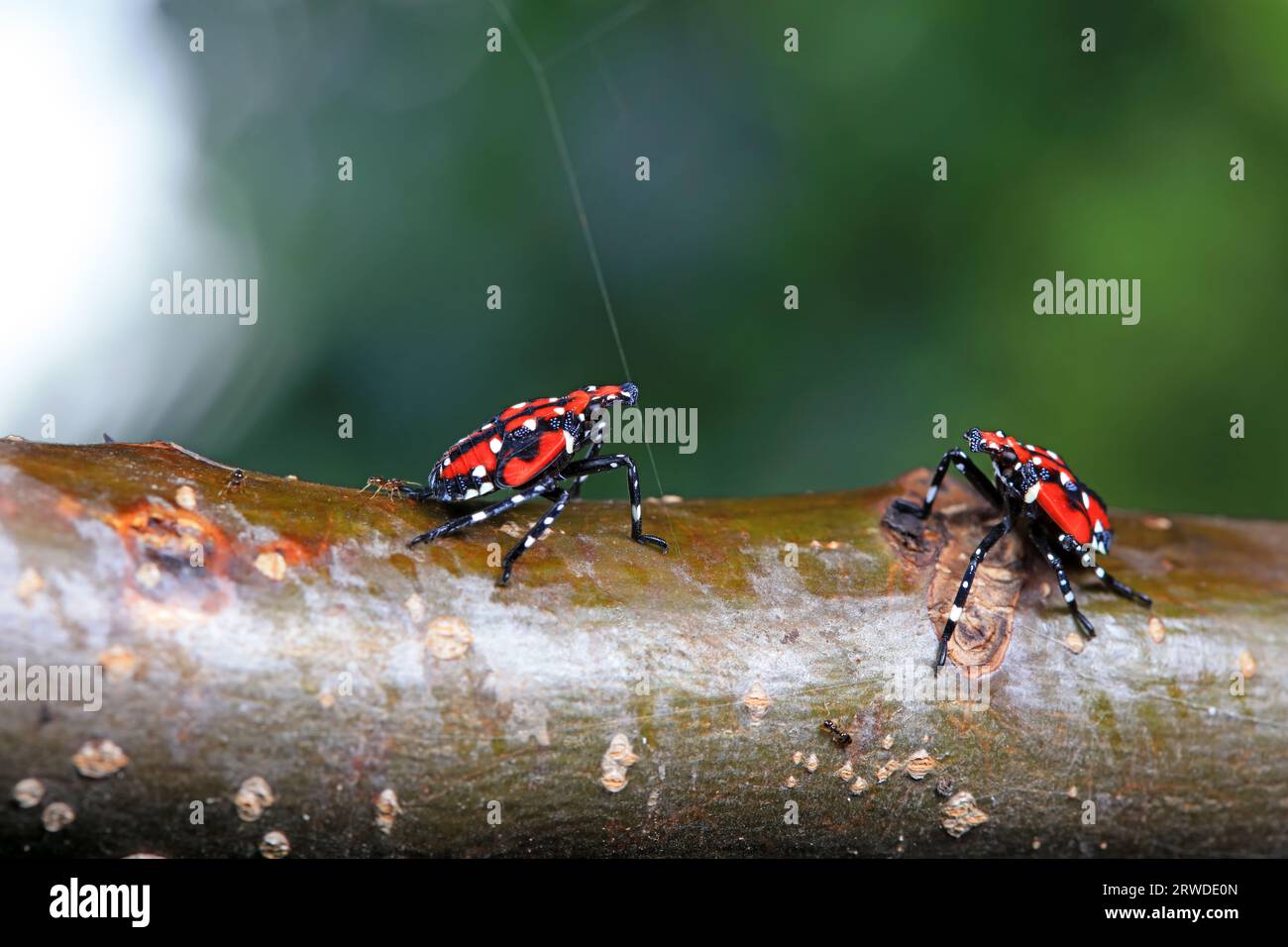 Hemiptera wax Cicadellidae insects on wild plants, North China Stock ...