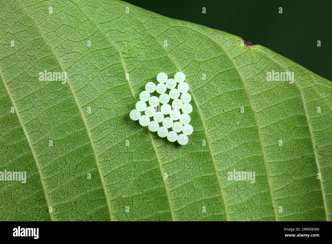 Insect eggs on wild plants, North China Stock Photo - Alamy