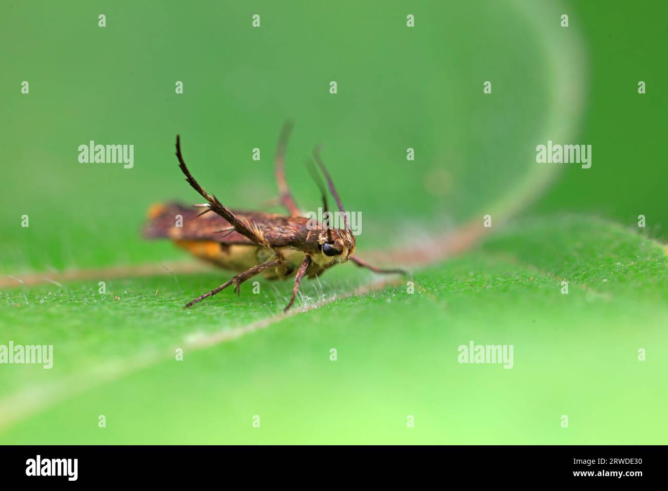 Lepidoptera insects in the wild, North China Stock Photo - Alamy
