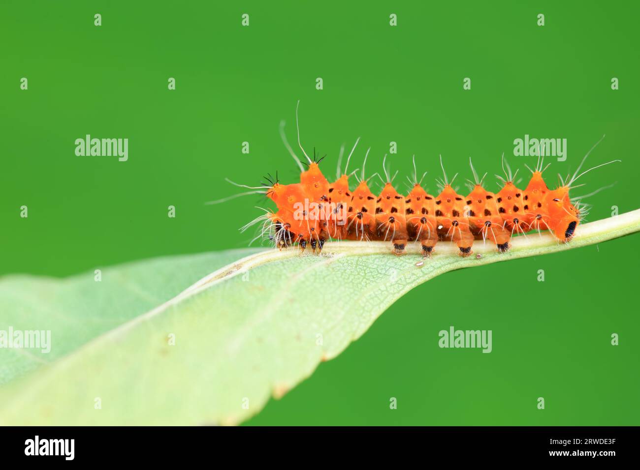 Lepidoptera larvae in the wild, North China Stock Photo - Alamy
