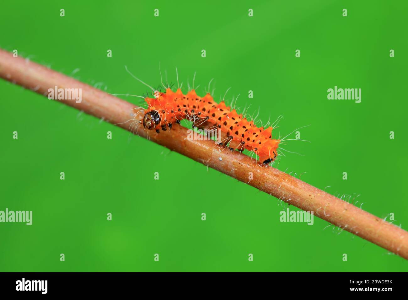 Lepidoptera larvae in the wild, North China Stock Photo - Alamy