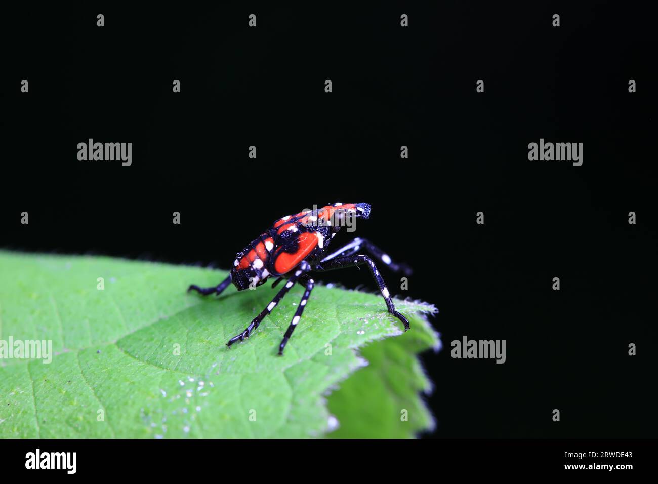 Hemiptera wax Cicadellidae insects on wild plants, North China Stock ...