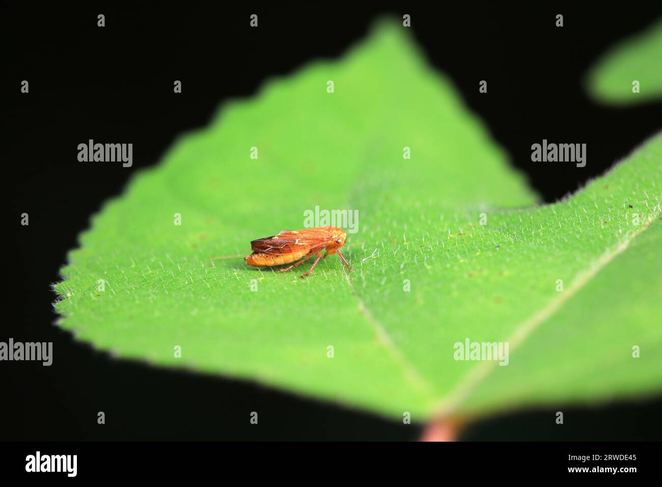 Leaf cicada on wild plants, North China Stock Photo - Alamy