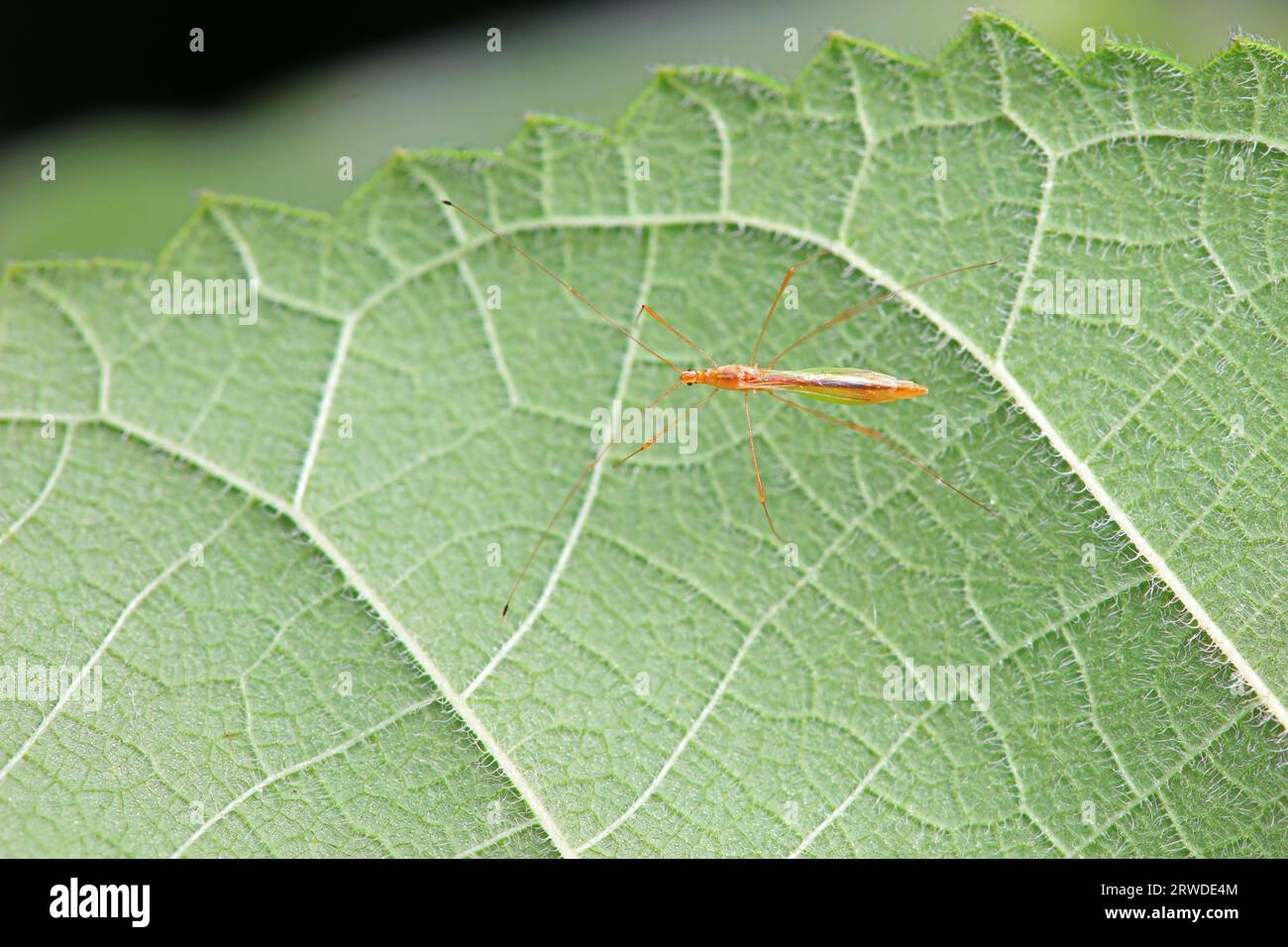 Hemiptera bugs in the wild, North China Stock Photo - Alamy