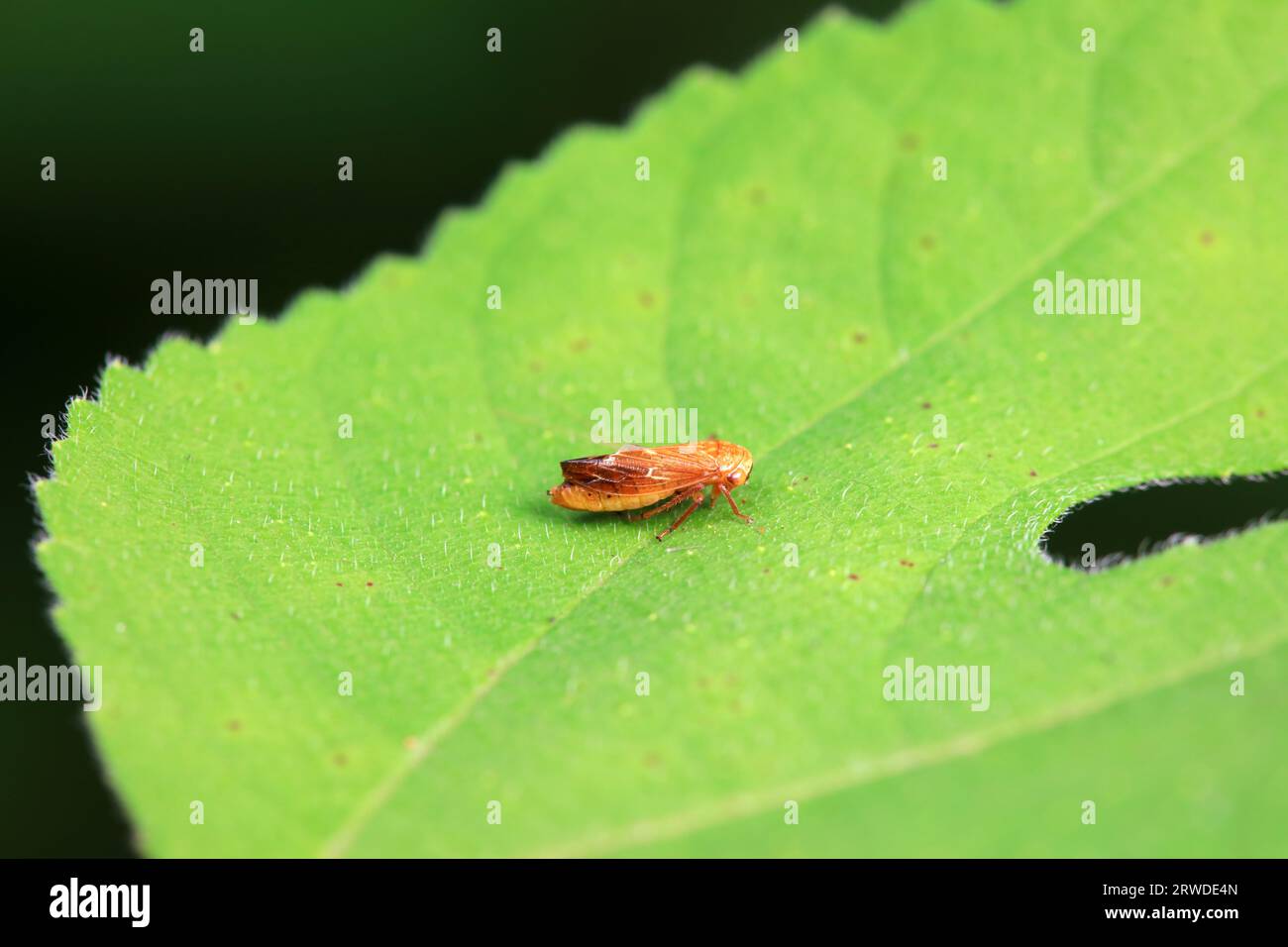 Leaf cicada on wild plants, North China Stock Photo - Alamy