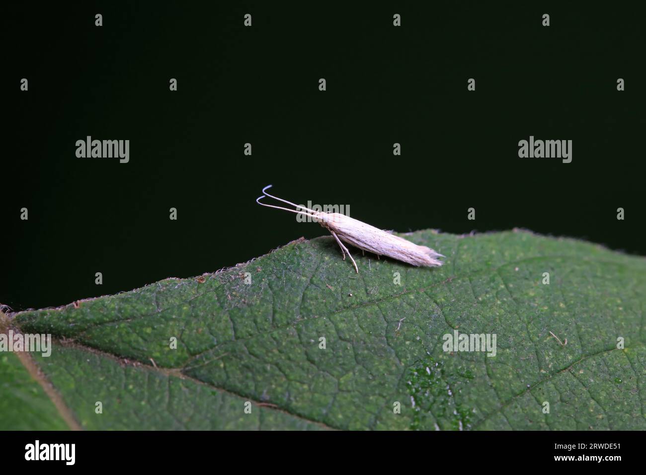 Lepidoptera insects in the wild, North China Stock Photo - Alamy