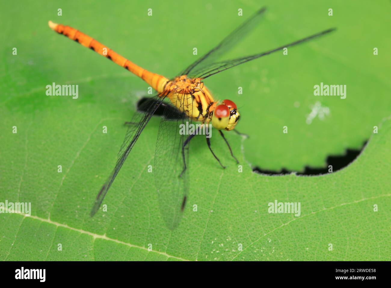 Dragonflies on wild plants, North China Stock Photo - Alamy