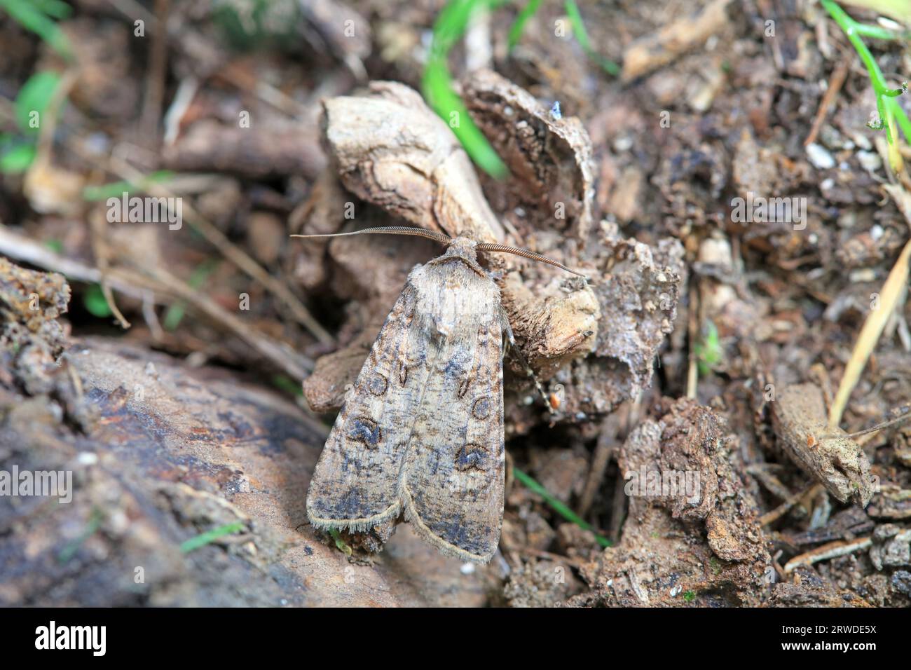 Lepidoptera insects in the wild, North China Stock Photo - Alamy