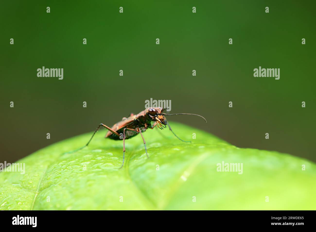 Coleoptera Cicindelidae insect in the wild, North China Stock Photo - Alamy