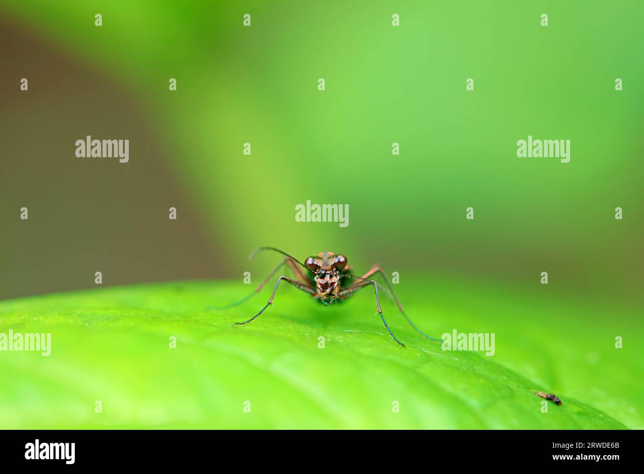 Coleoptera Cicindelidae insect in the wild, North China Stock Photo - Alamy