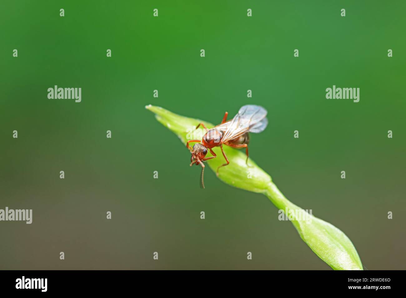 Ants in the wild, North China Stock Photo - Alamy