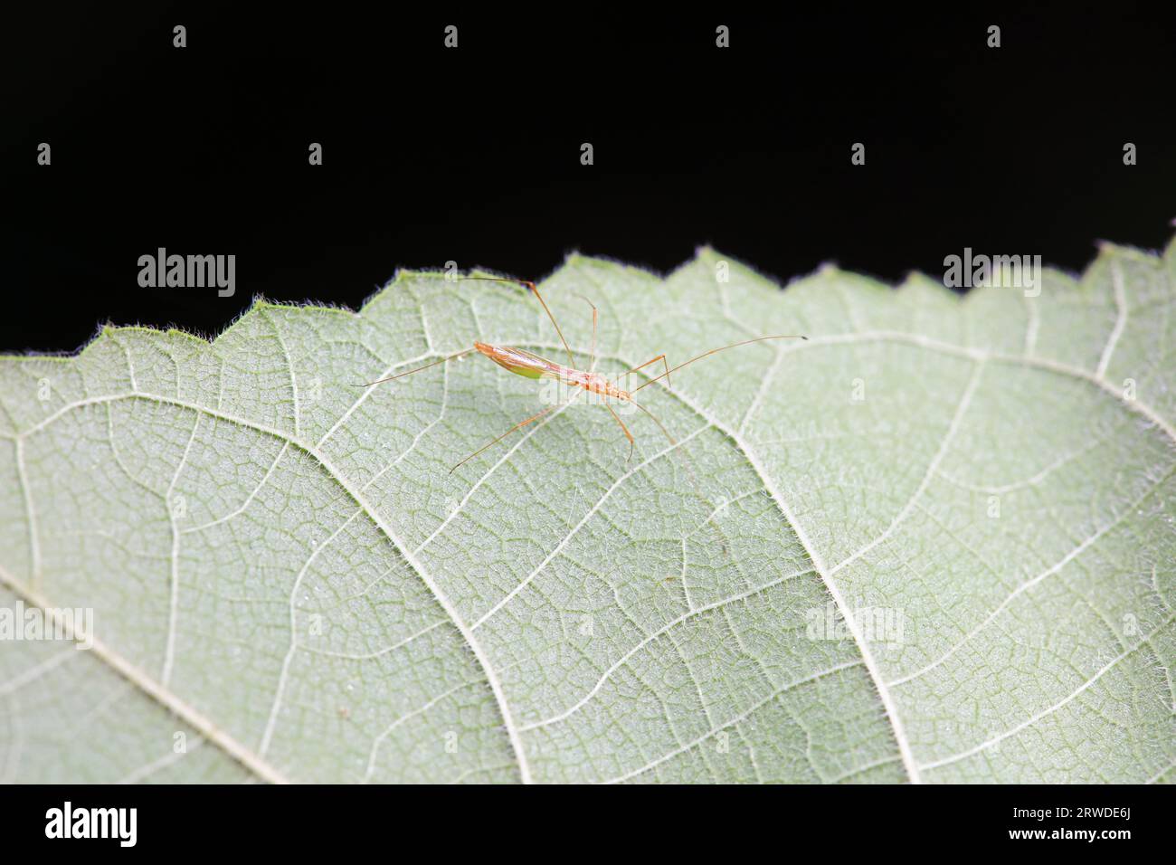 Hemiptera bugs in the wild, North China Stock Photo - Alamy