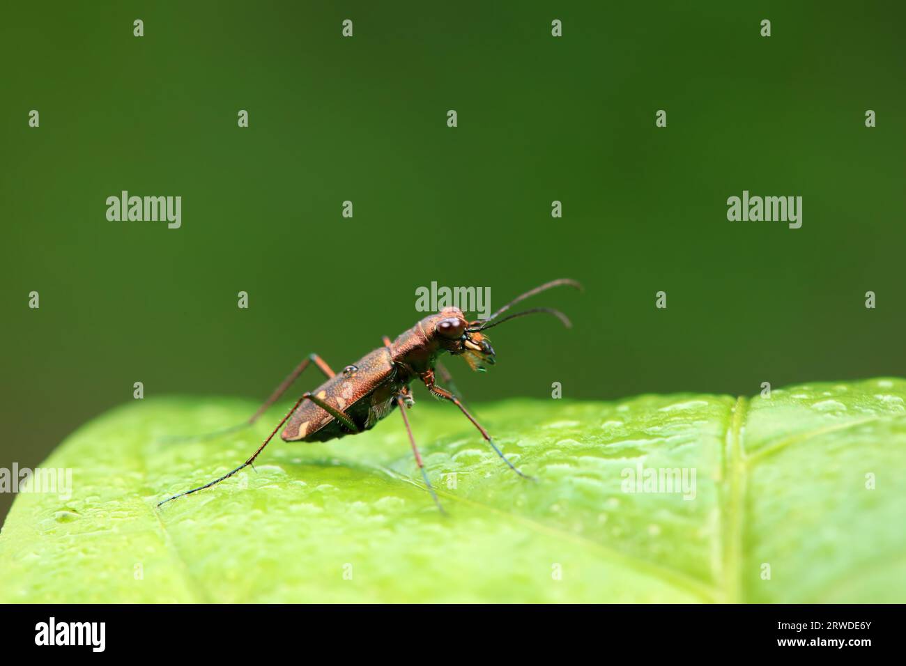 Coleoptera Cicindelidae insect in the wild, North China Stock Photo - Alamy