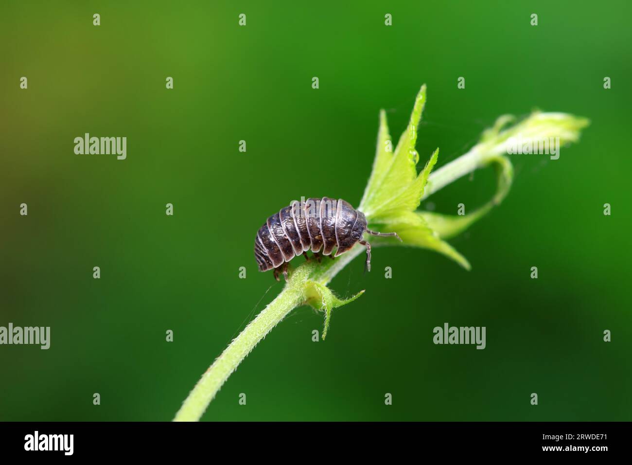 Pillworm hi-res stock photography and images - Alamy