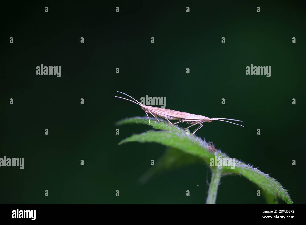 Lepidoptera insects in the wild, North China Stock Photo - Alamy