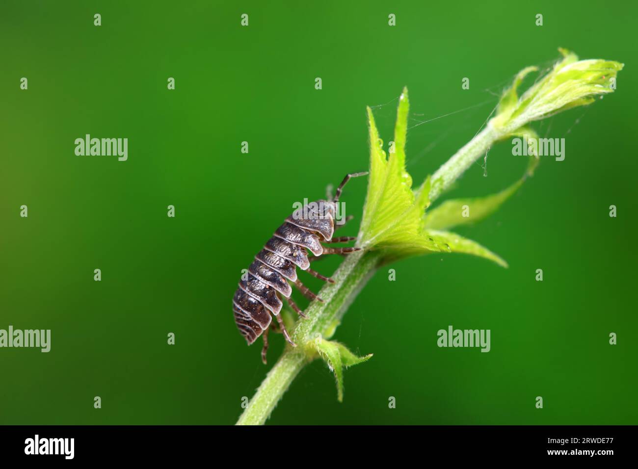 Pillworm hi-res stock photography and images - Alamy