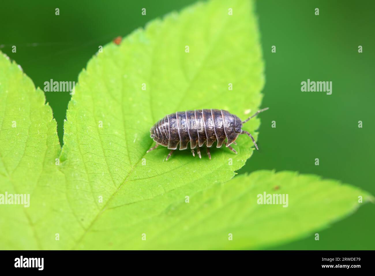 Pillworm hi-res stock photography and images - Alamy