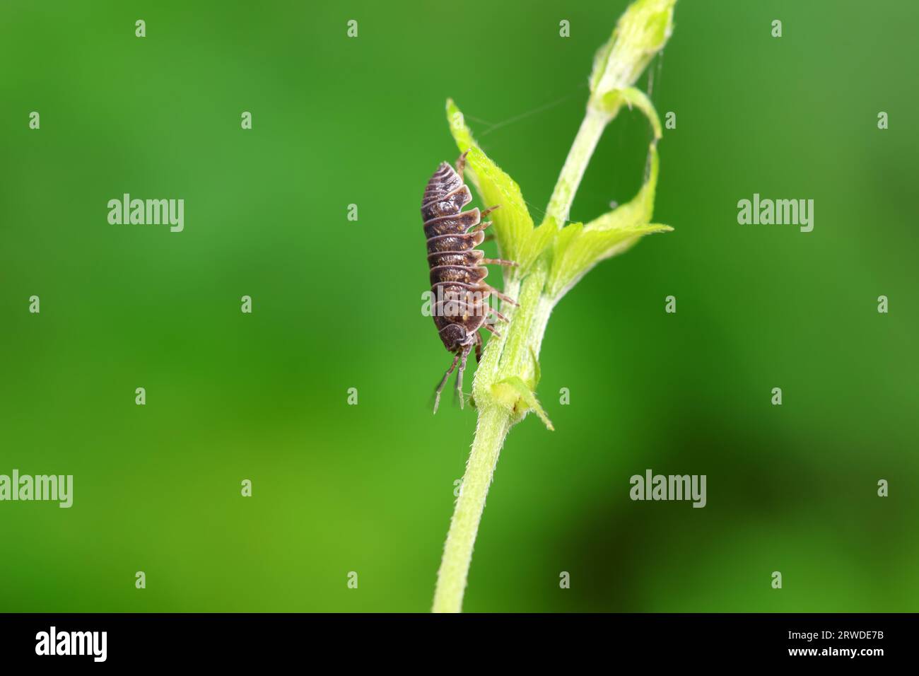 Rat woman in the wild, North China Stock Photo - Alamy