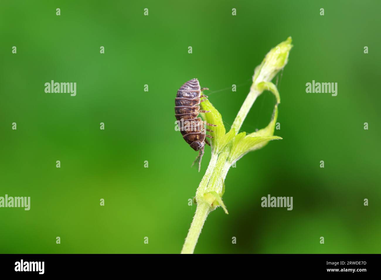 Pillworm hi-res stock photography and images - Alamy