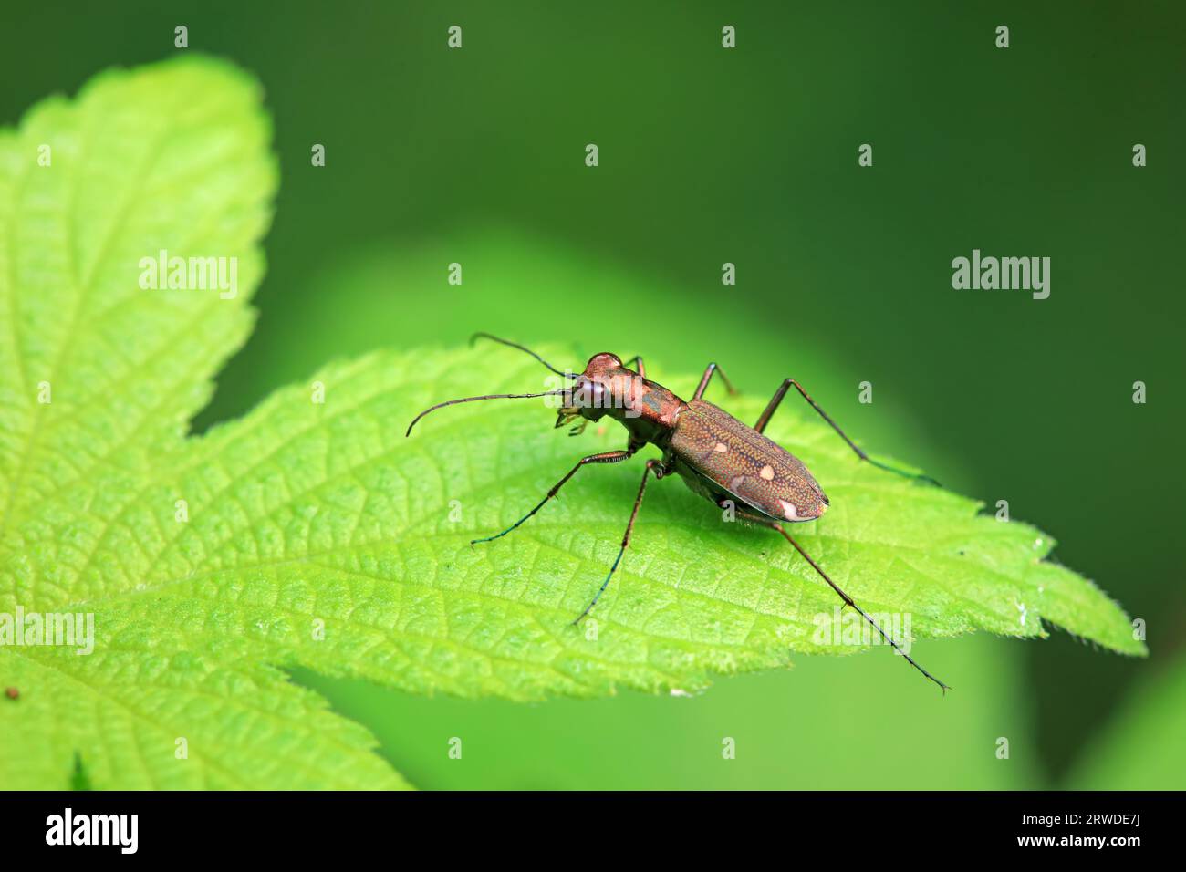 Coleoptera Cicindelidae insect in the wild, North China Stock Photo - Alamy