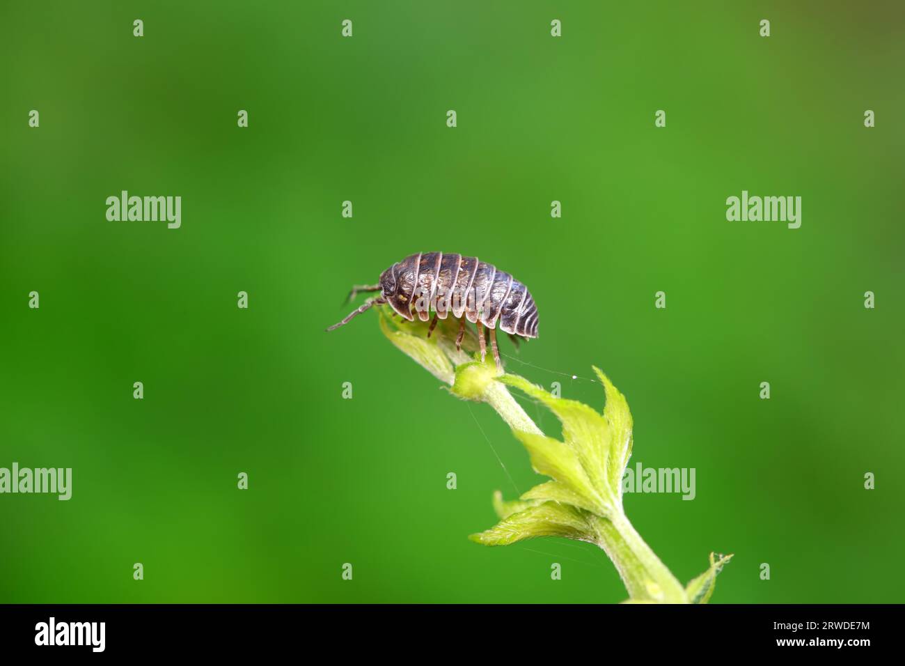 Rat woman in the wild, North China Stock Photo - Alamy