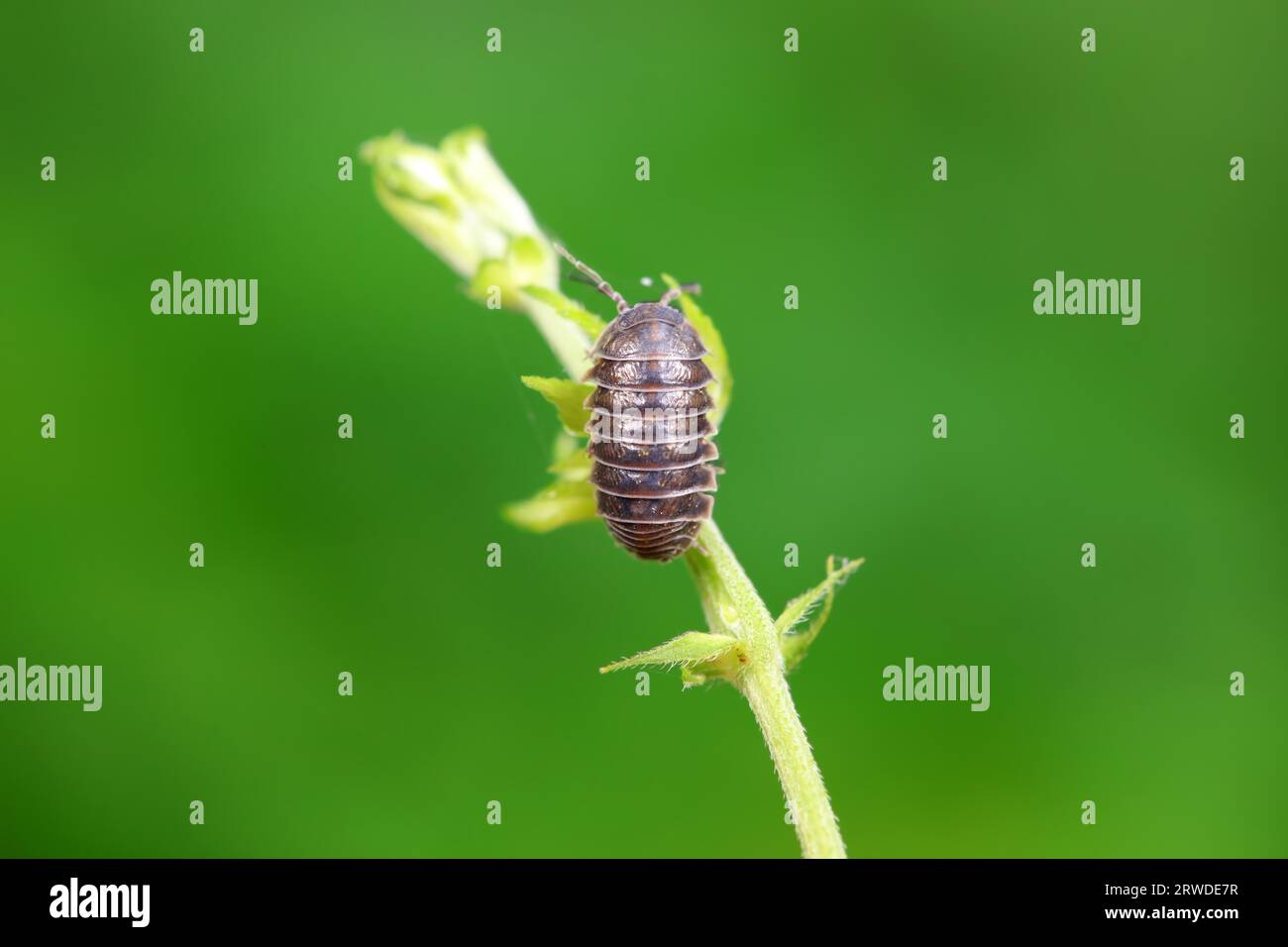 Pillworm hi-res stock photography and images - Alamy