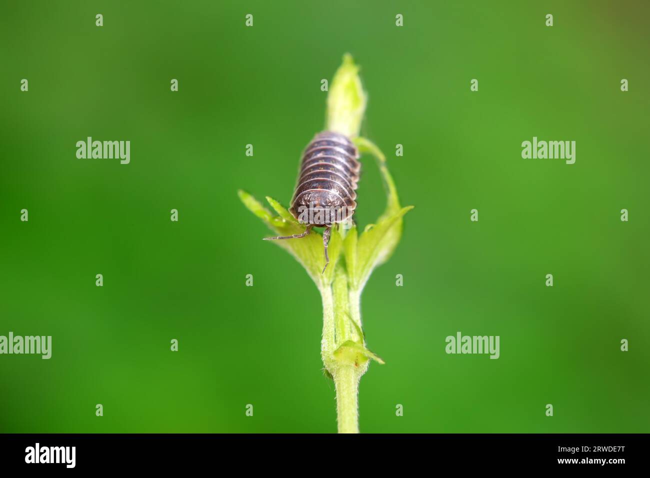 Pillworm hi-res stock photography and images - Alamy