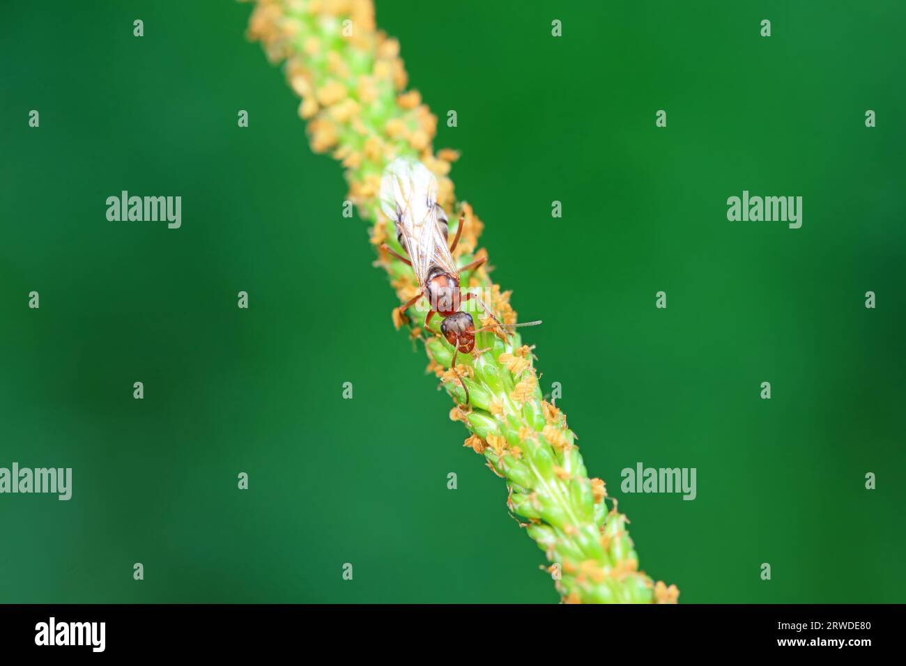 Ants in the wild, North China Stock Photo - Alamy