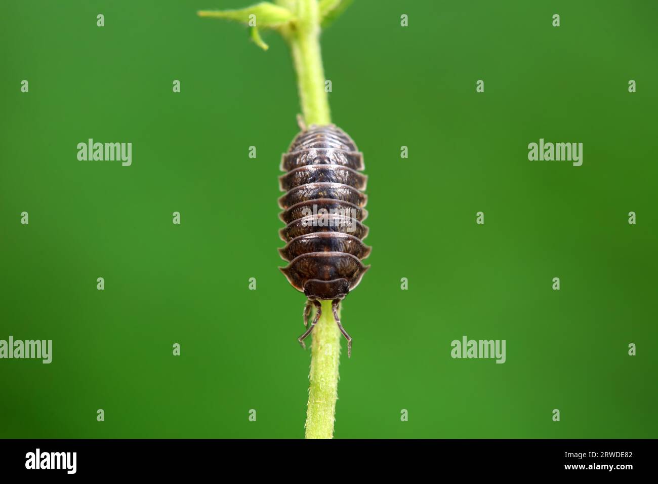 Pillworm hi-res stock photography and images - Alamy