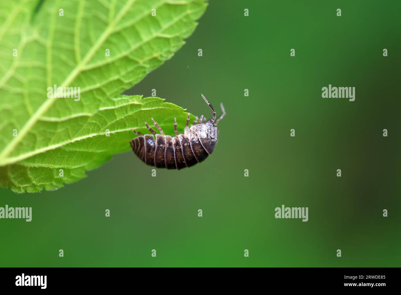 Pillworm hi-res stock photography and images - Alamy
