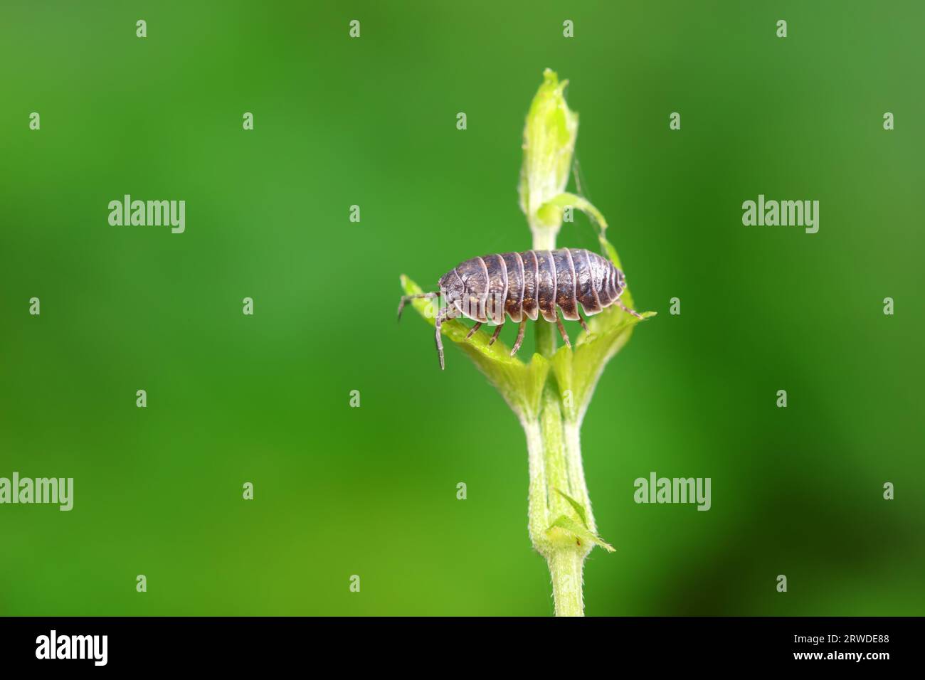 Rat woman in the wild, North China Stock Photo - Alamy