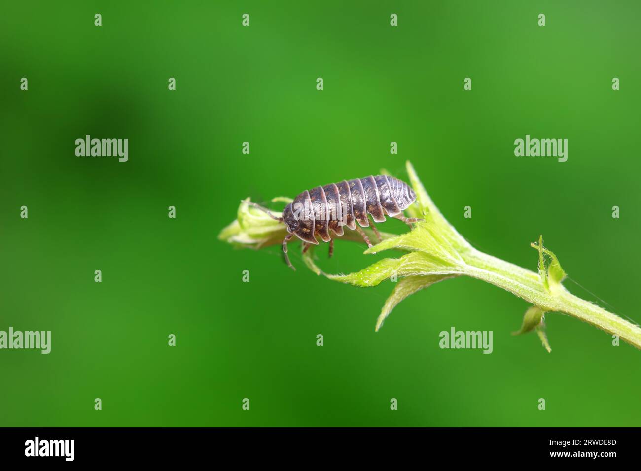 Pillworm hi-res stock photography and images - Alamy